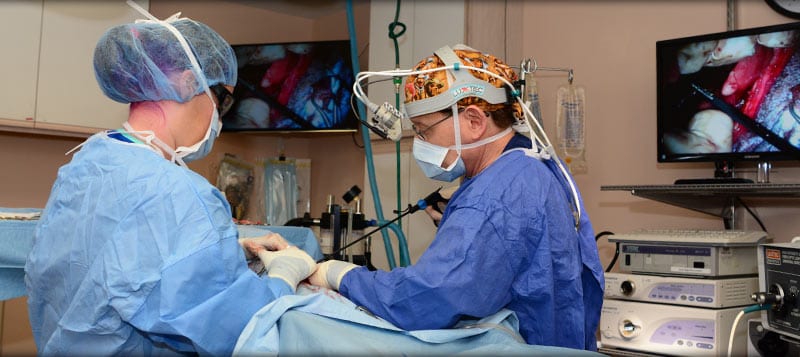 Christensen Animal Hospital | Veterinarian in Wilmette, IL | Vet in 60091