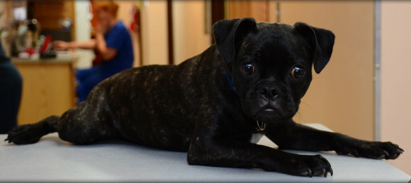 Pet Bronchoscopy | Christensen Animal Hospital | Wilmette, IL 60091