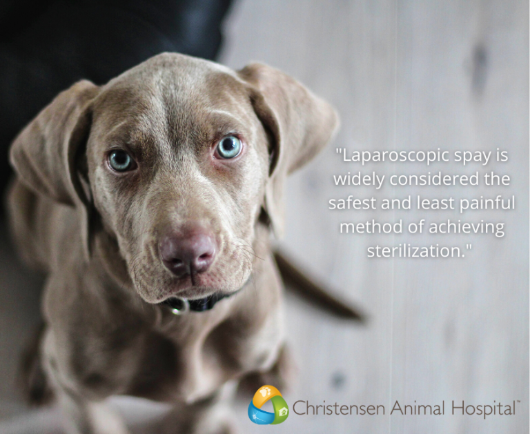 Why Laparoscopic Spay? - Christensen Animal Hospital
