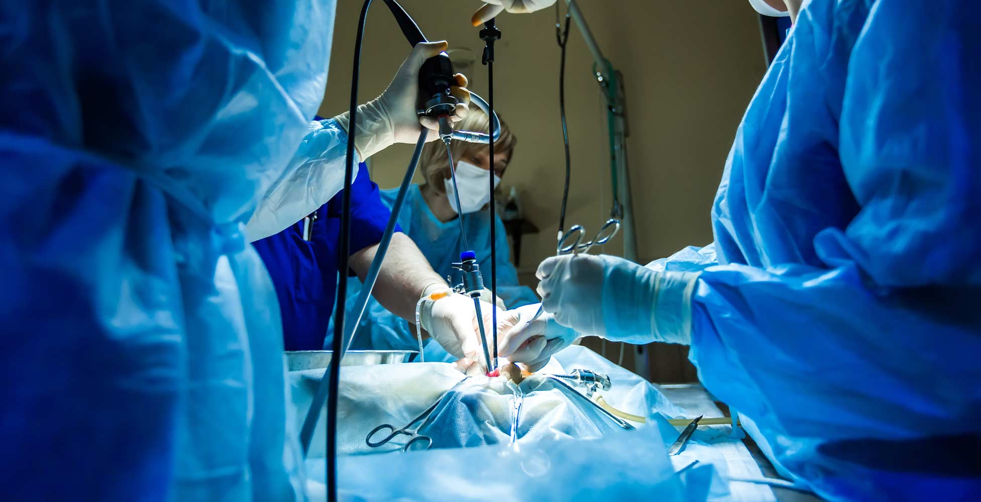 Exceptional Veterinary Care Right In Wilmette, IL